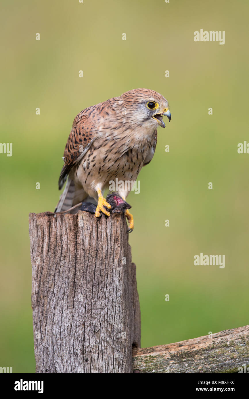 Perched female kestrel with a mouse in her talons Stock Photo - Alamy