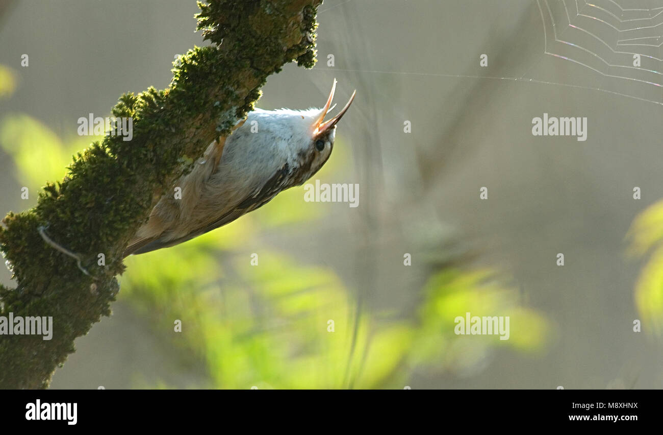 Short-toed Tree-Creeper singing; Boomkruiper zingend Stock Photo - Alamy