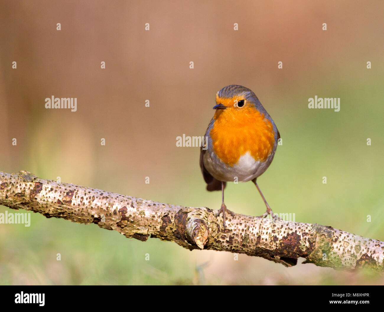 Roodborst; European Robin Stock Photo - Alamy