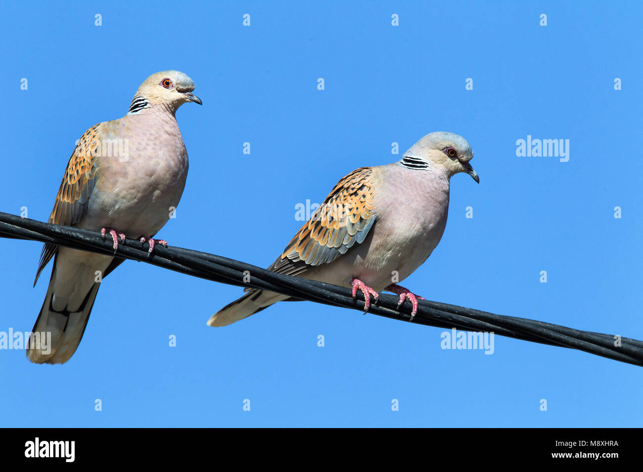 Turtle doves hi-res stock photography and images - Alamy