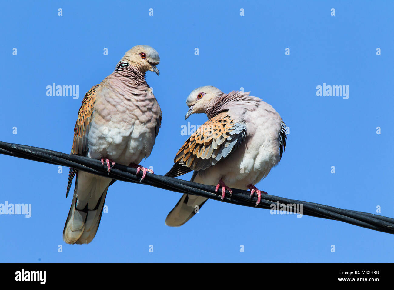 Turtle doves hi-res stock photography and images - Alamy