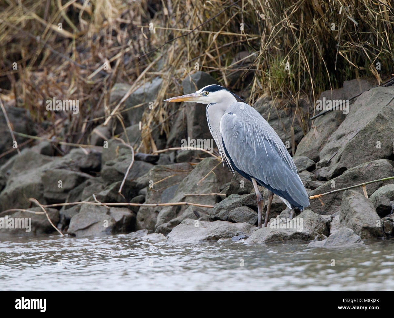 Blauwe Reiger; Grey Heron Stock Photo - Alamy