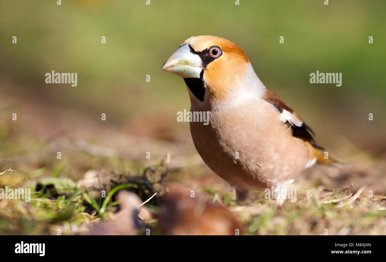 Netherlands hawfinch hi-res stock photography and images - Alamy
