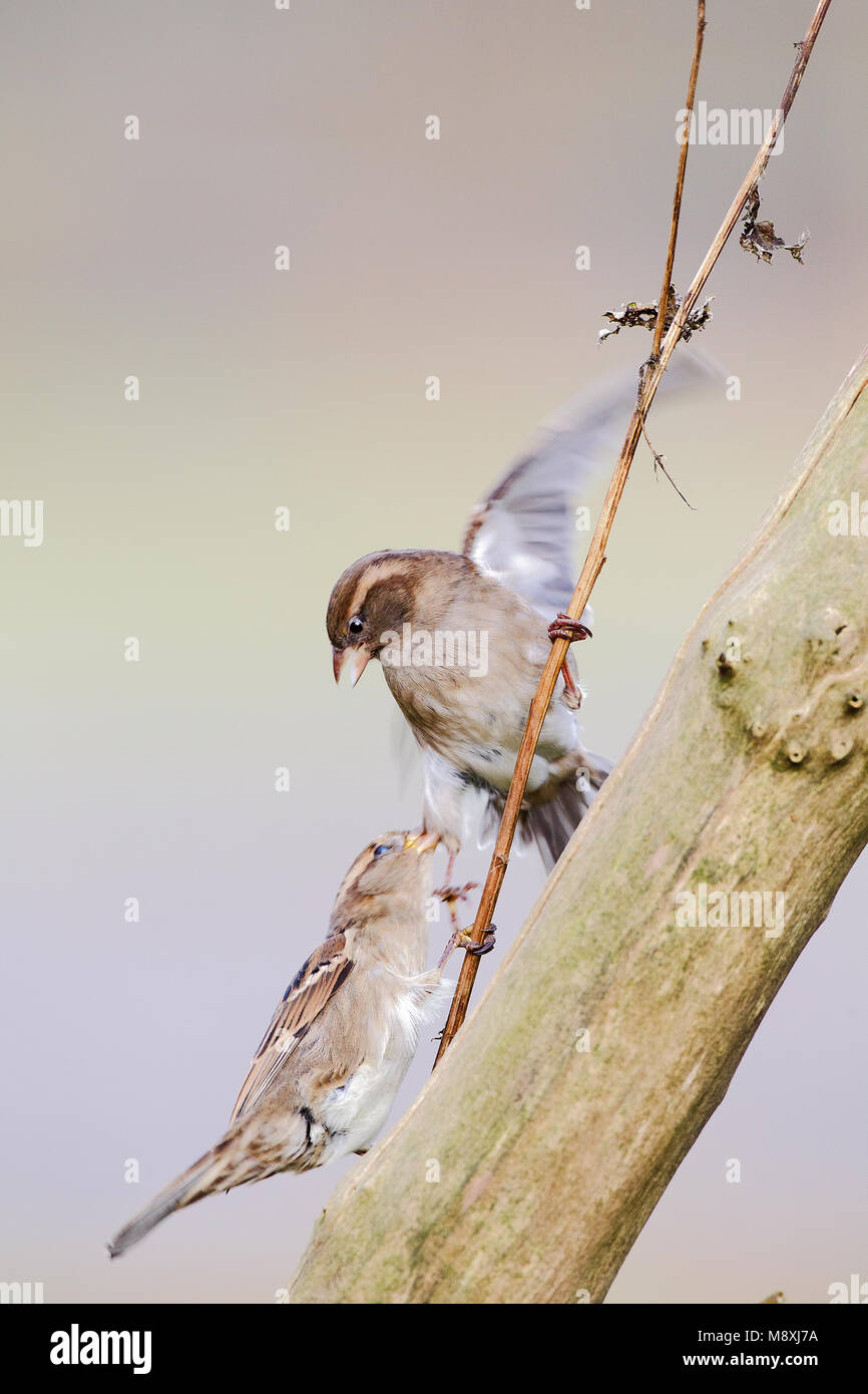 Sparrows fighting hi-res stock photography and images - Alamy