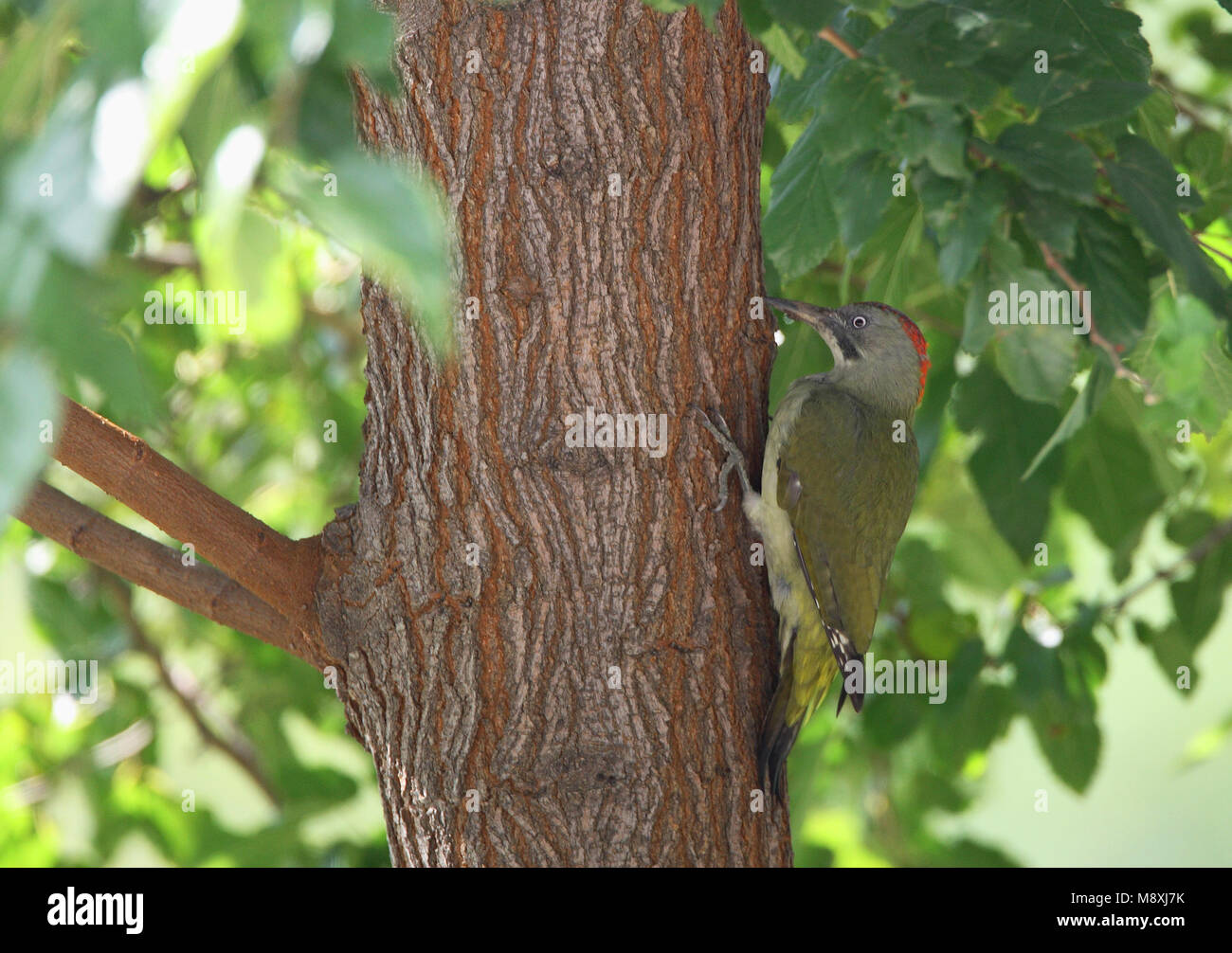 Groene boom hi-res stock photography and images - Alamy
