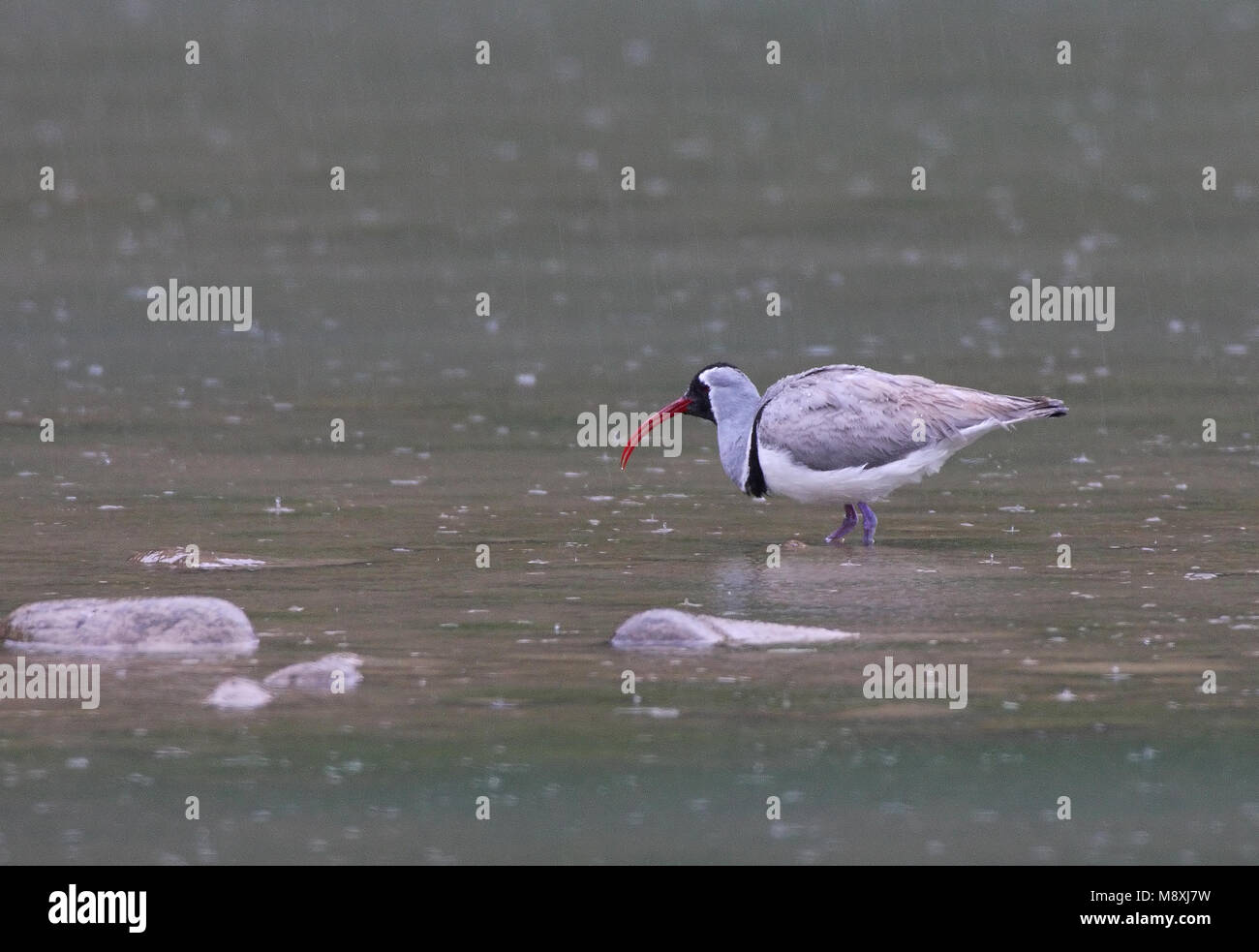 Ibisbill perched in river in rain; Ibissnavel staand in rivier in regen ...