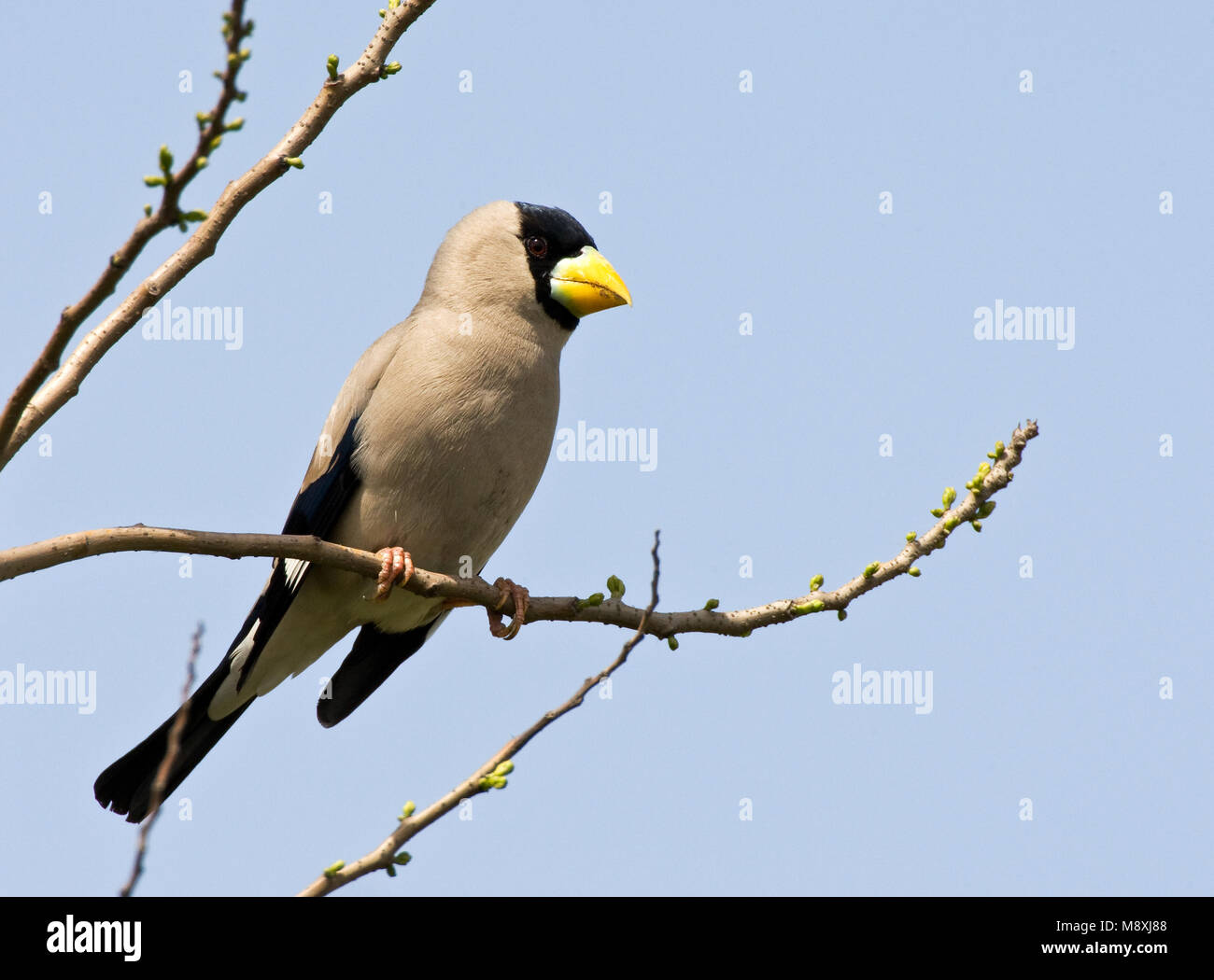 Japanese grosbeak eophona personata hi-res stock photography and images ...