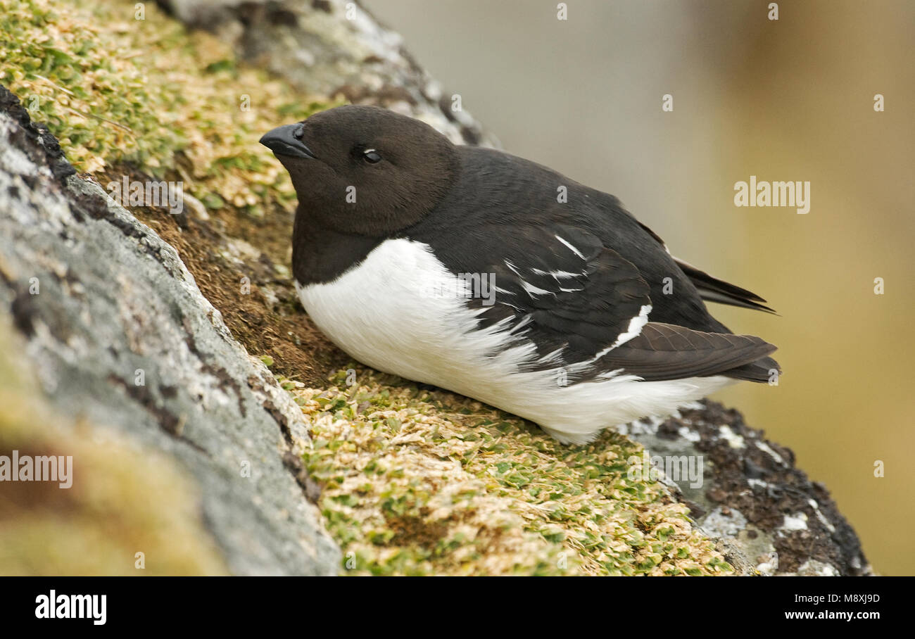 Little Auk perched on rock; Kleine Alk zittend op rots Stock Photo - Alamy