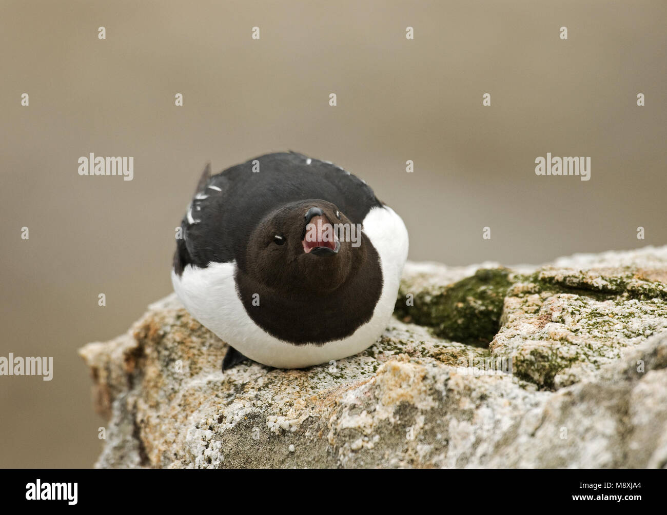 Little Auk perched on rock; Kleine Alk zittend op rots Stock Photo - Alamy