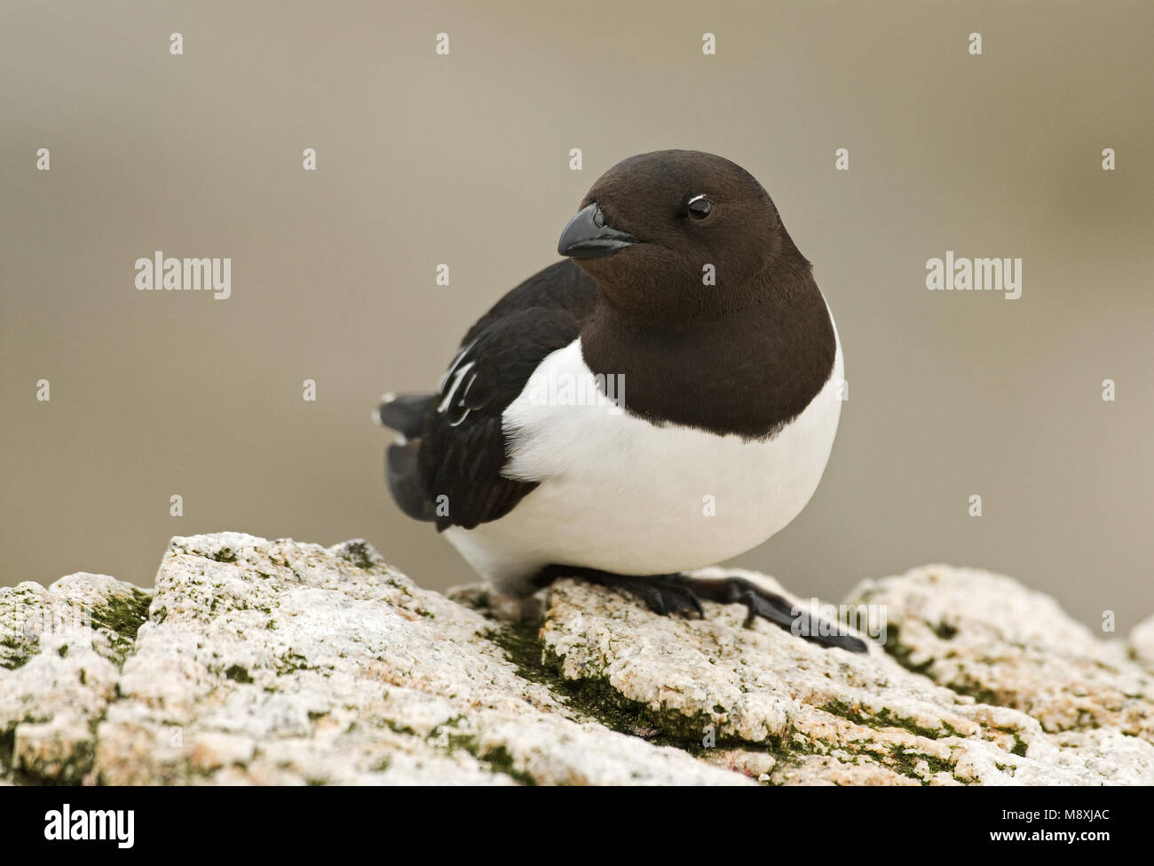 Little Auk perched on rock; Kleine Alk zittend op rots Stock Photo - Alamy