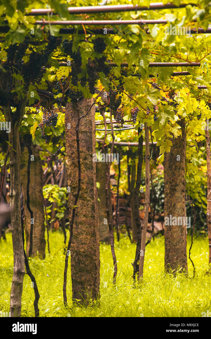 Vines on pillar hi-res stock photography and images - Alamy