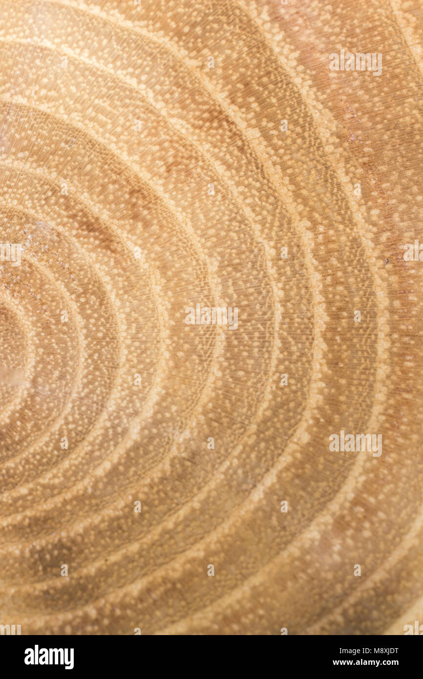 Piece of cut wood log texture as background Stock Photo - Alamy