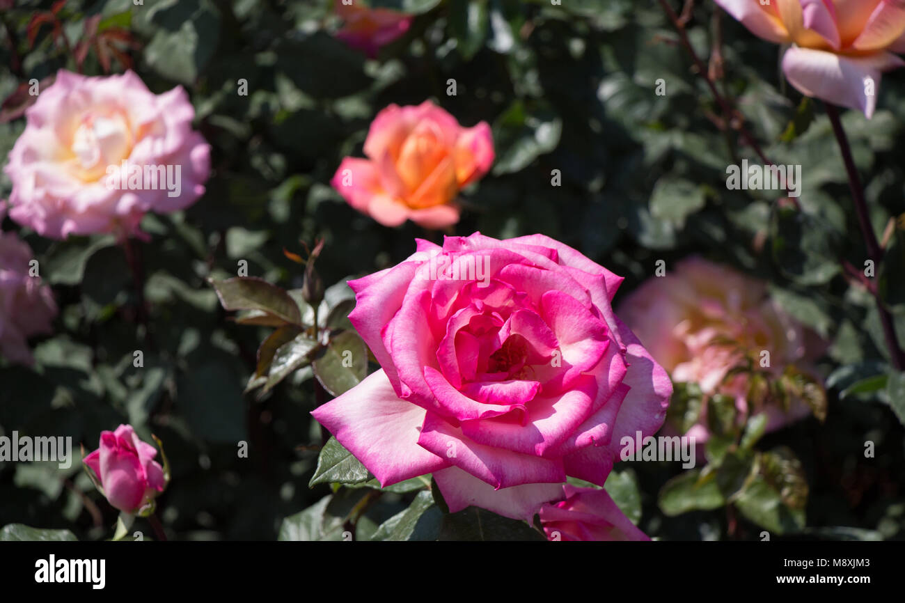 Blooming beautiful colorful roses in the garden background Stock Photo ...