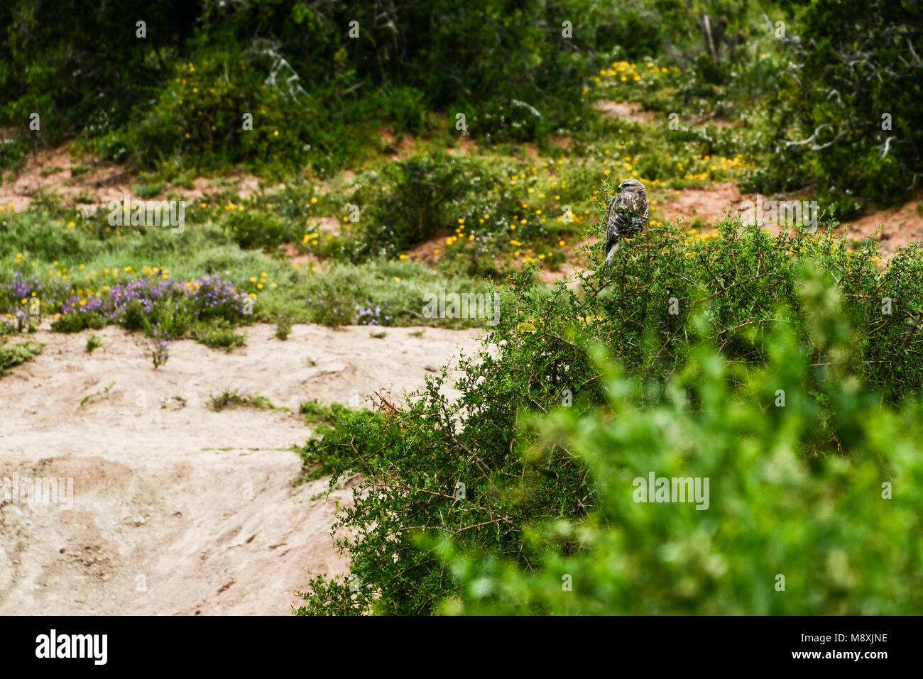 A bird of prey perching in Addo Elephnat Park, South Africa Stock Photo ...