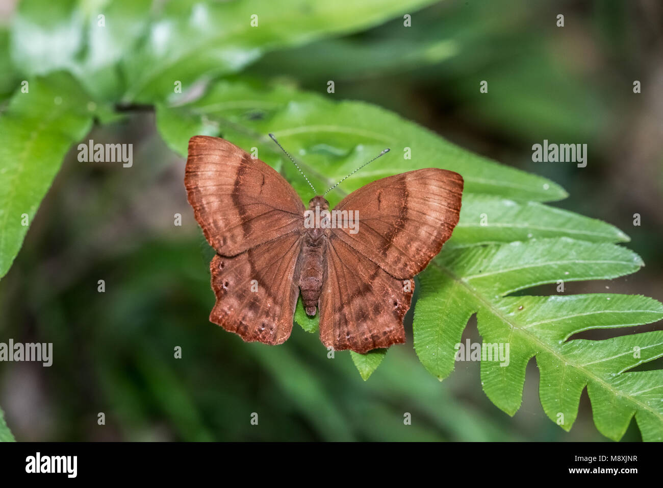 Plum Judy (Abisara echerius) Butterfly Stock Photo - Alamy