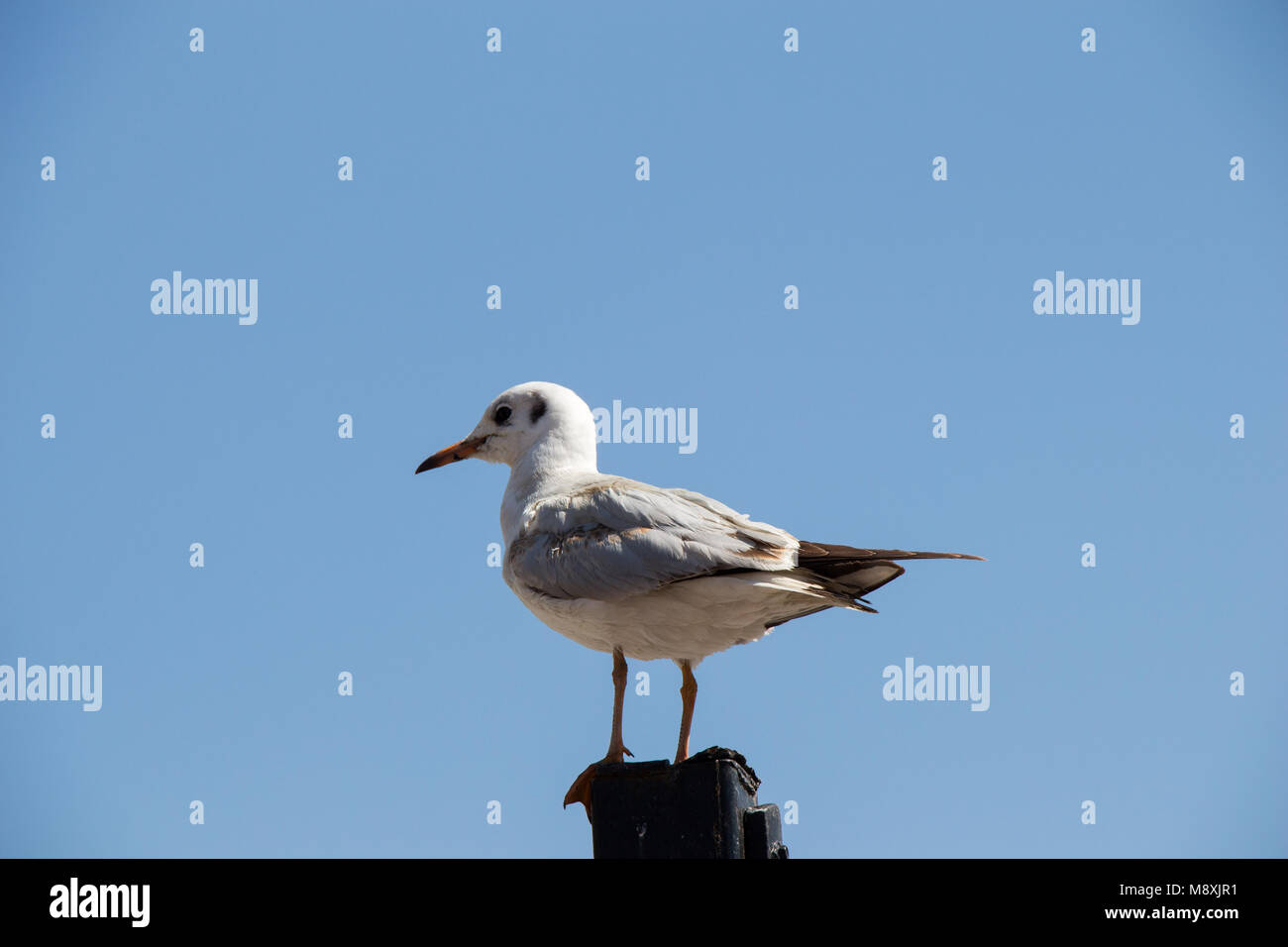 Single seagull is sitting on the roof Stock Photo - Alamy