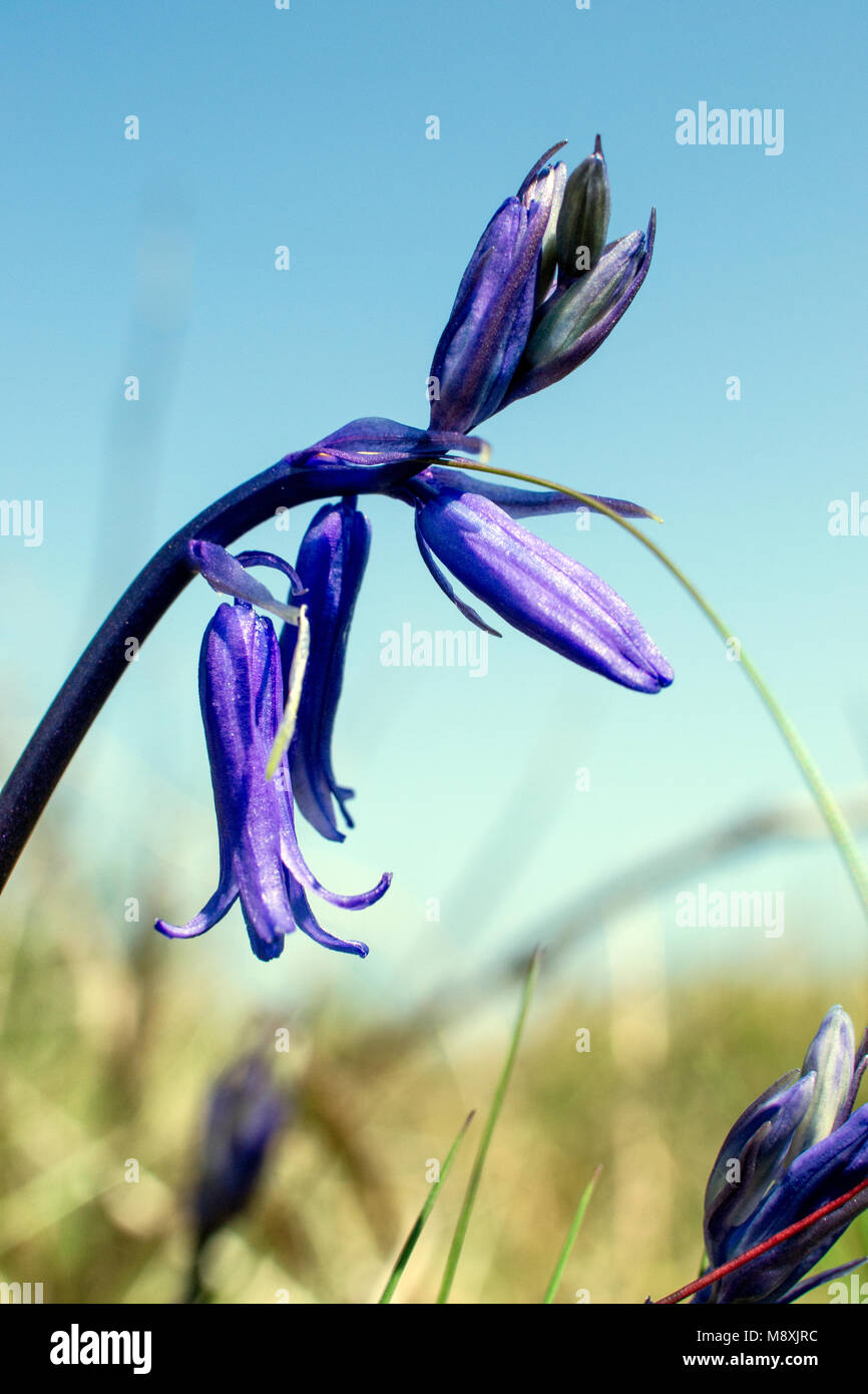Bluebell Close Up Stock Photo - Alamy