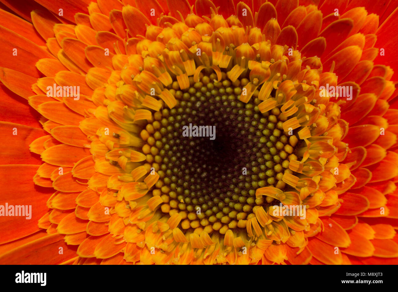 Beautiful colorful natural spring flowers in macro view Stock Photo - Alamy