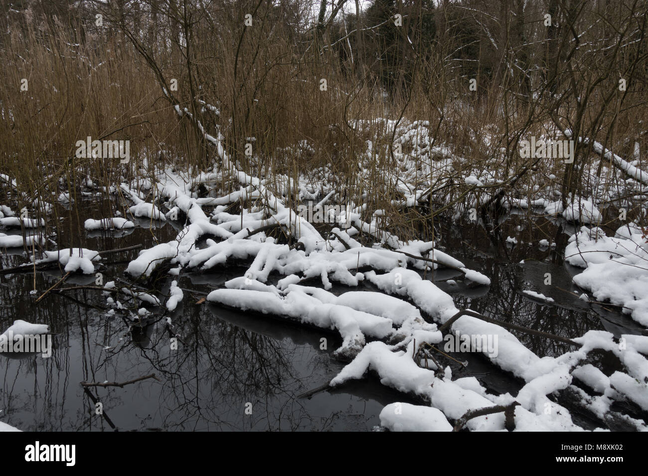 British wetland wildlife hi-res stock photography and images - Alamy