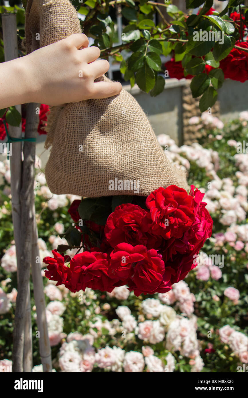 Hand holding a colorful Rose Flower Stock Photo - Alamy