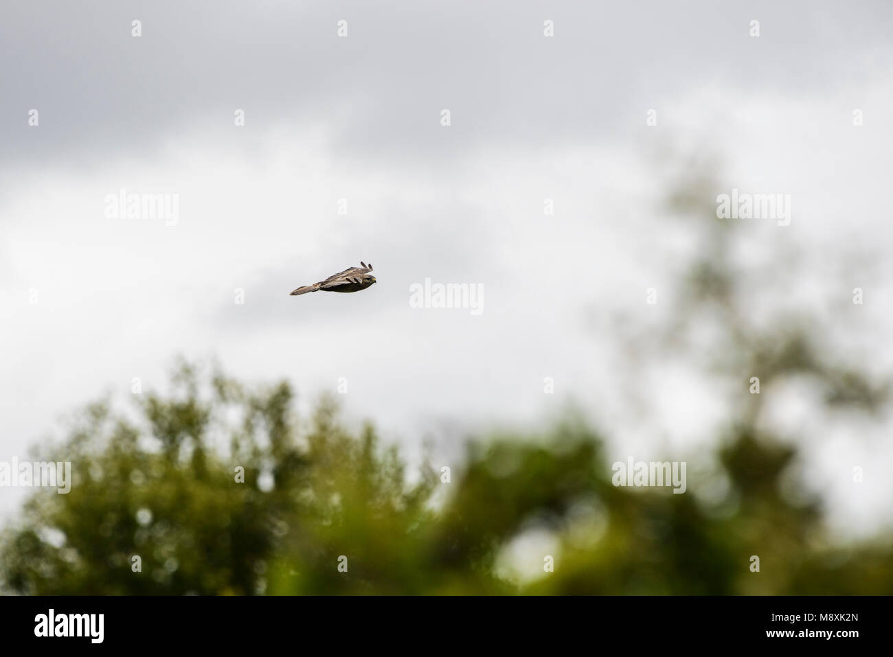 A Steppe buzzard (Buteo buteo vulpinus) in flight in South Africa Stock ...