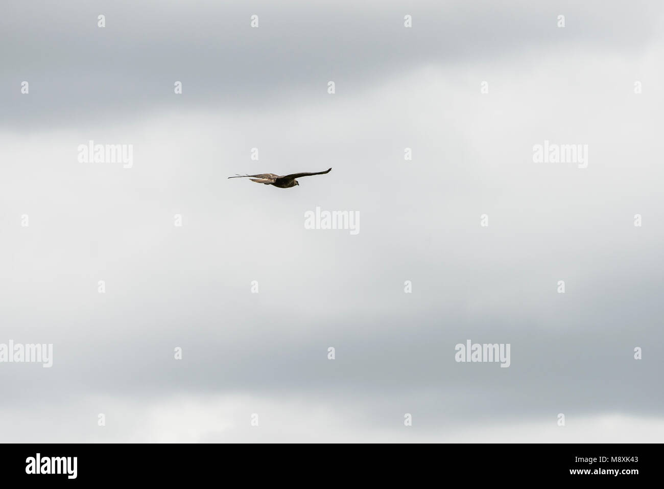 A Steppe buzzard (Buteo buteo vulpinus) in flight in South Africa Stock ...