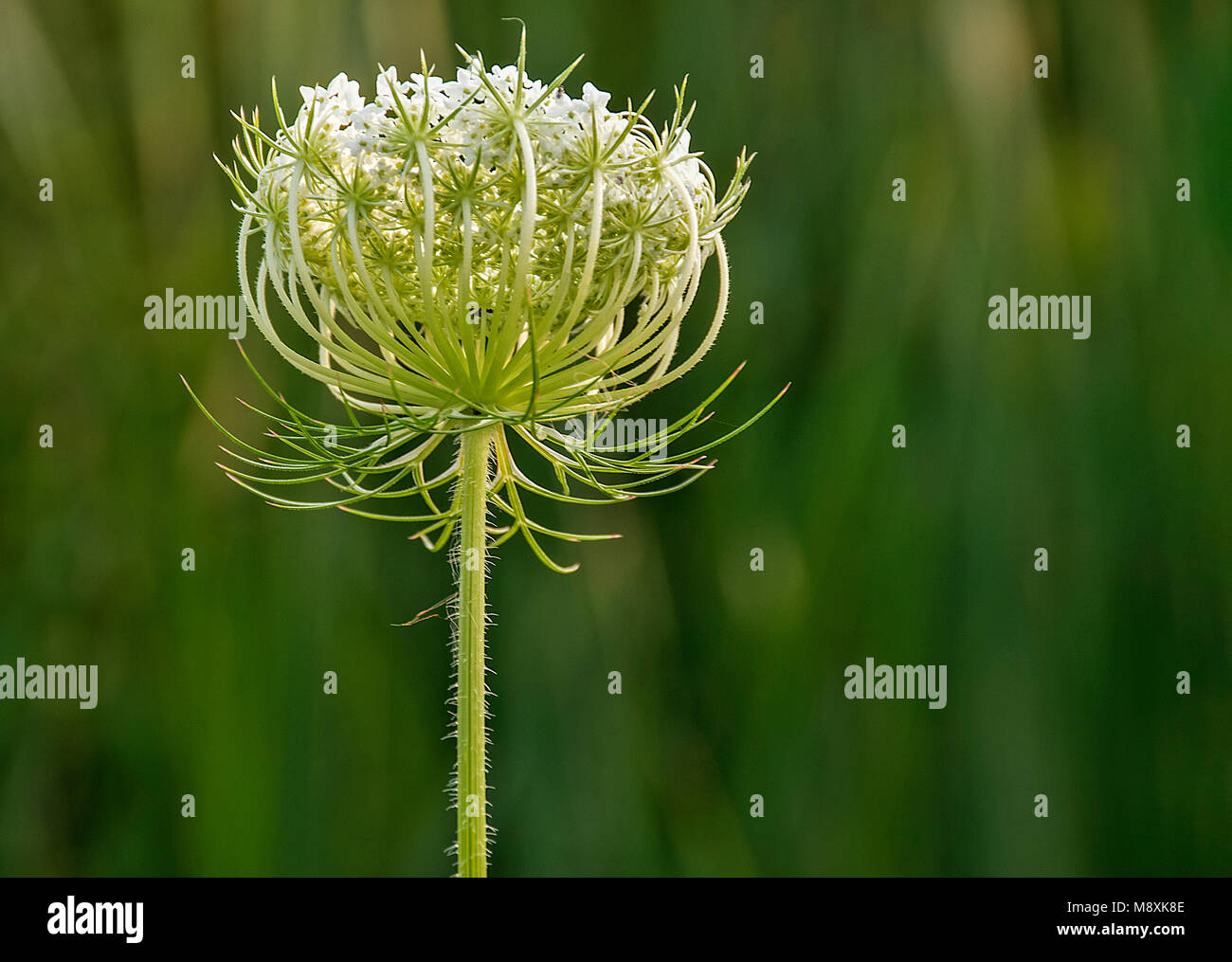 Queen annes lace wildflower hi-res stock photography and images - Alamy