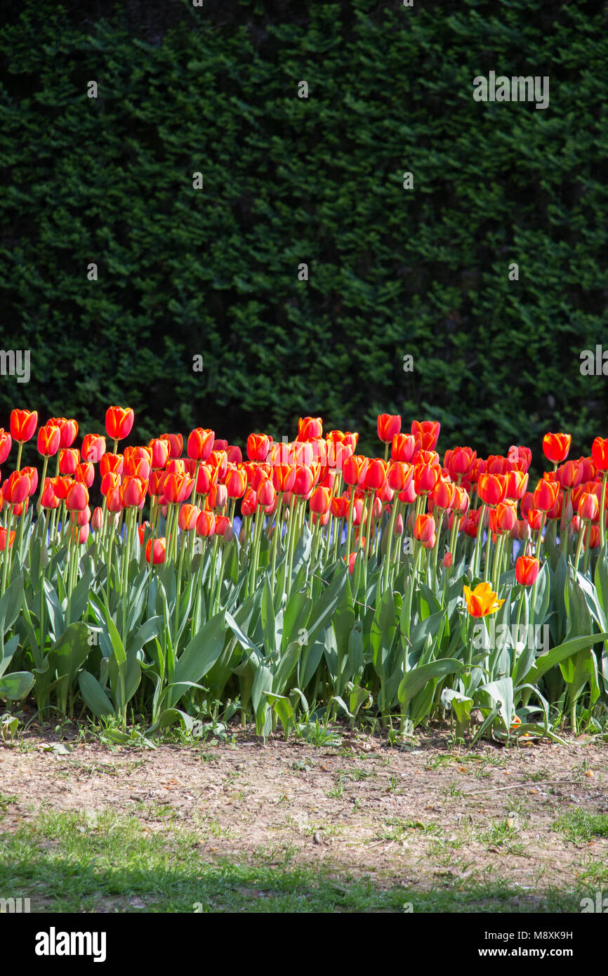 Orange color Tulips Bloom in Spring in garden Stock Photo - Alamy