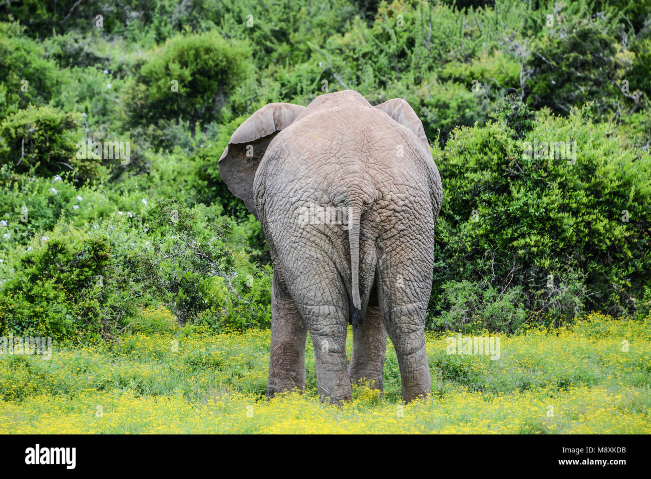 Walking Behind Elephant Bush High Resolution Stock Photography and ...