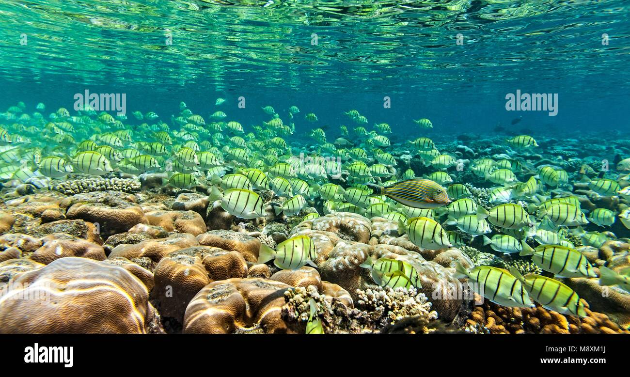 Big school of fish inThe Indian Ocean, Maldives Stock Photo - Alamy
