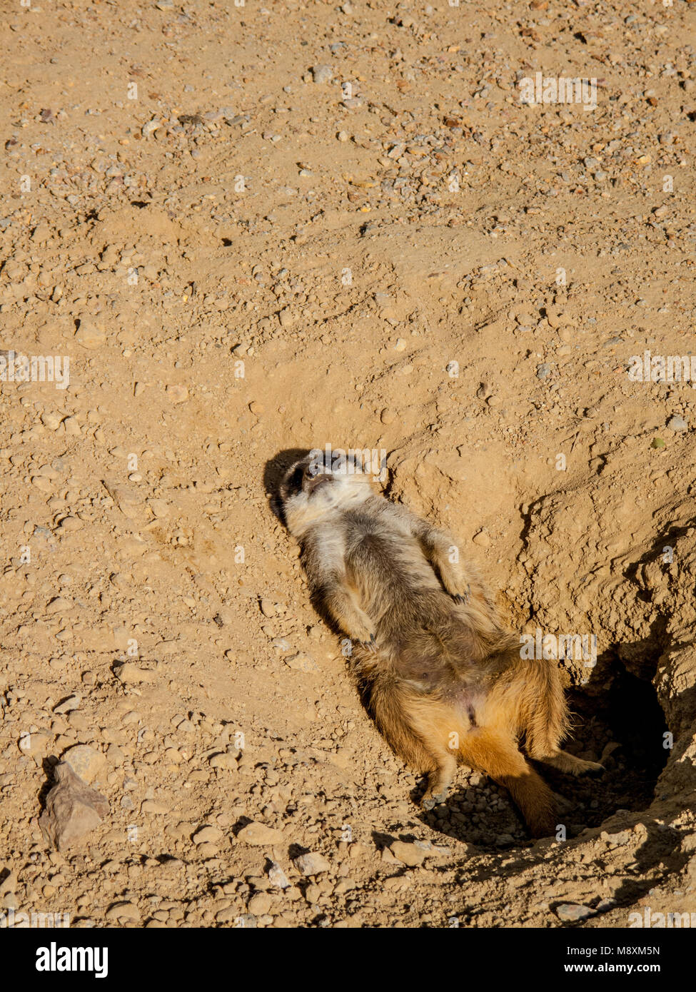 Durrell Wildlife Park, Jersey Stock Photo - Alamy