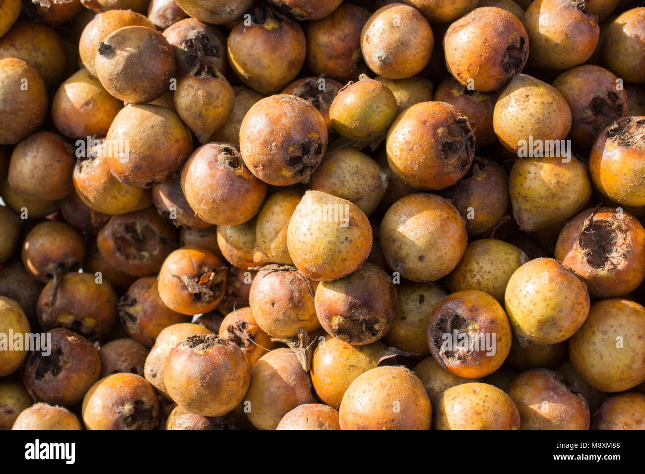 Freshly picked up ripe medlar fruit species mespilus germanica Stock ...
