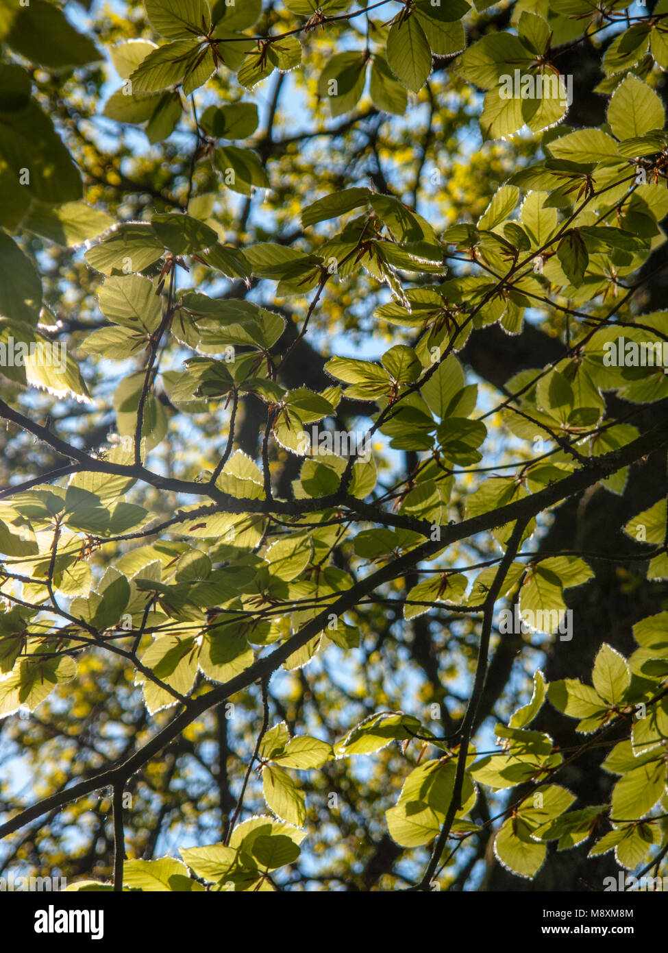 Sunlight through leaves Stock Photo - Alamy