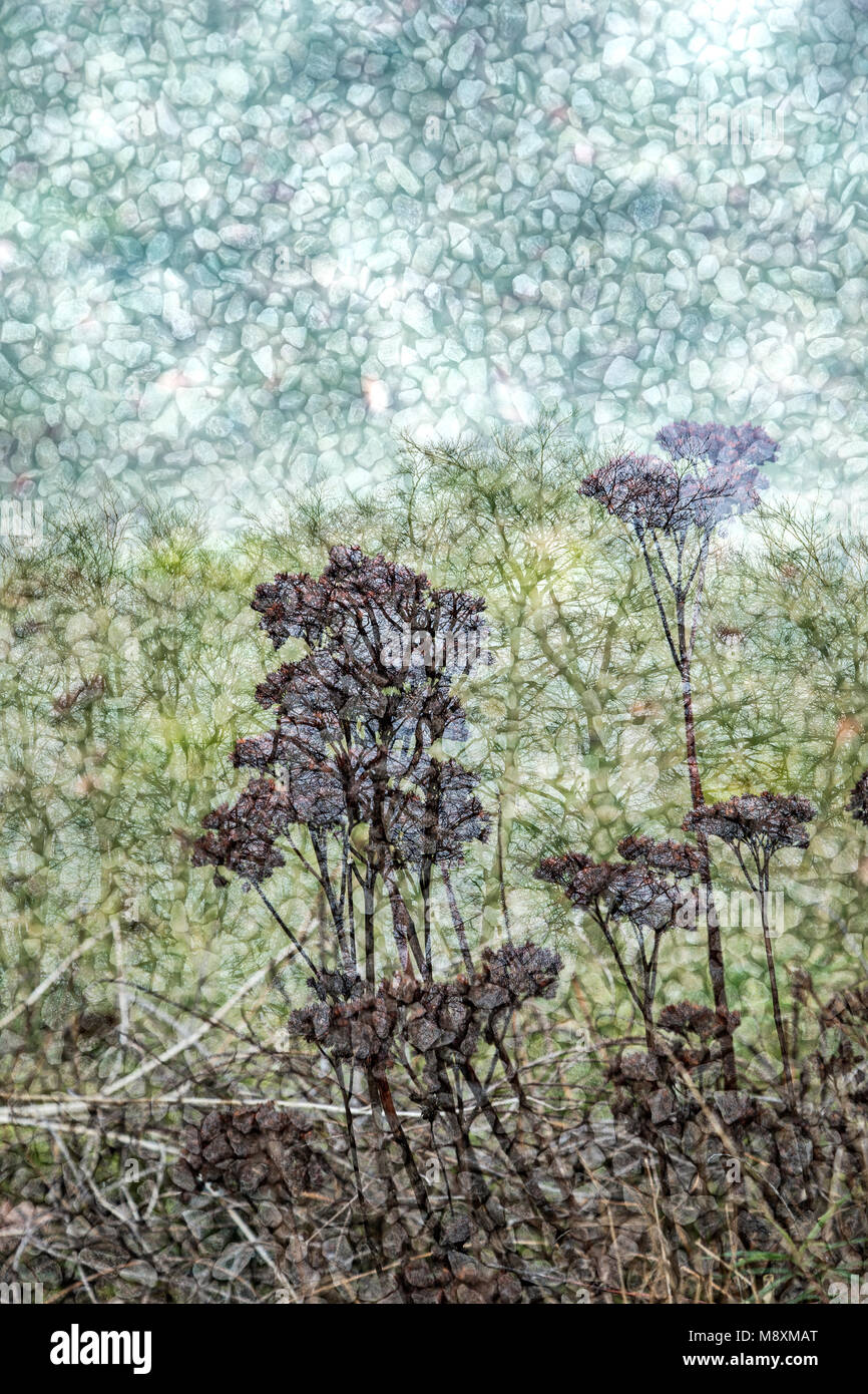 Dead plants hi-res stock photography and images - Alamy