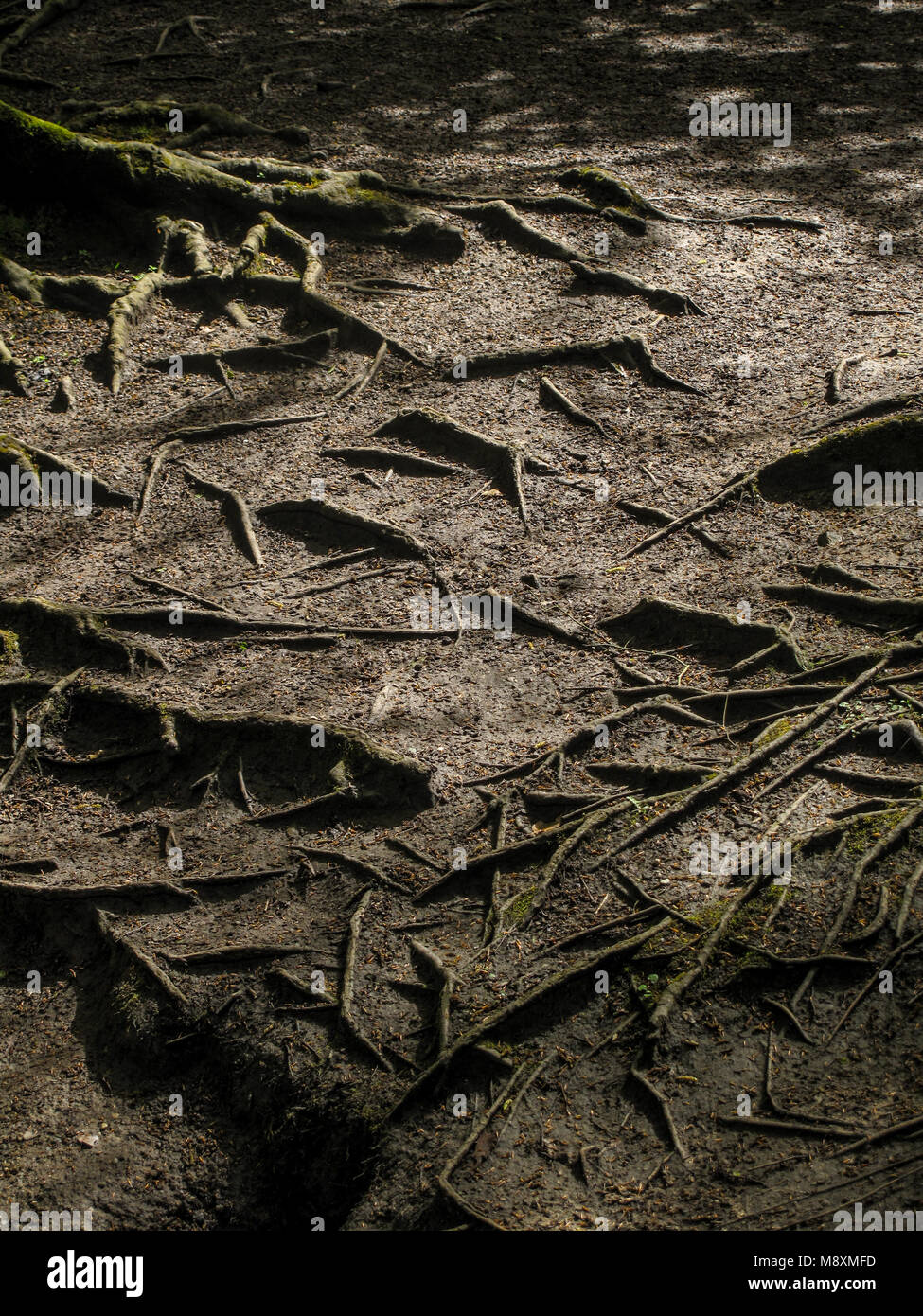 Barry roots hi-res stock photography and images - Alamy