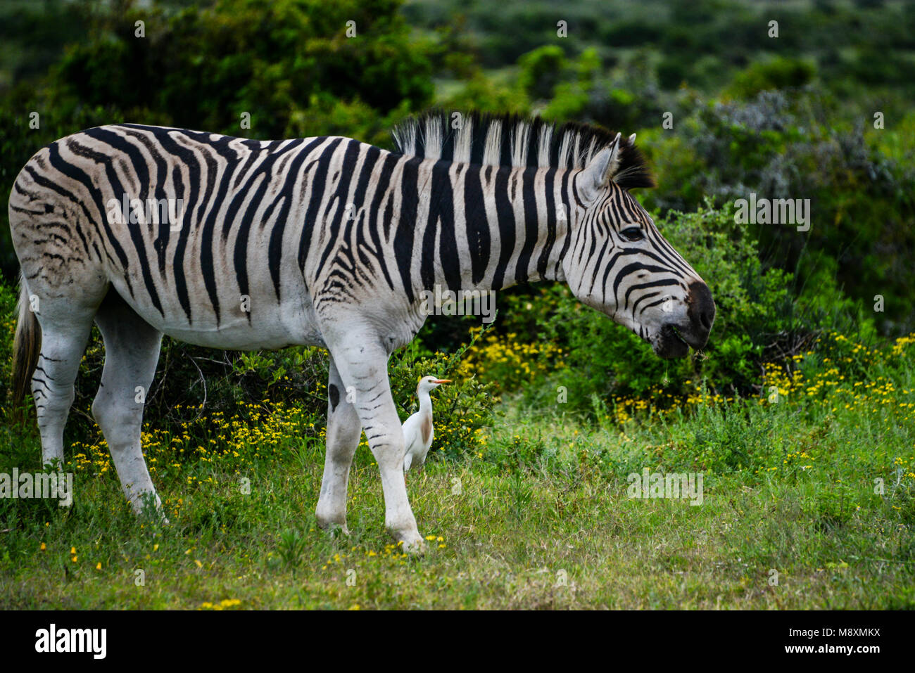 Zebra and cattle hi-res stock photography and images - Alamy
