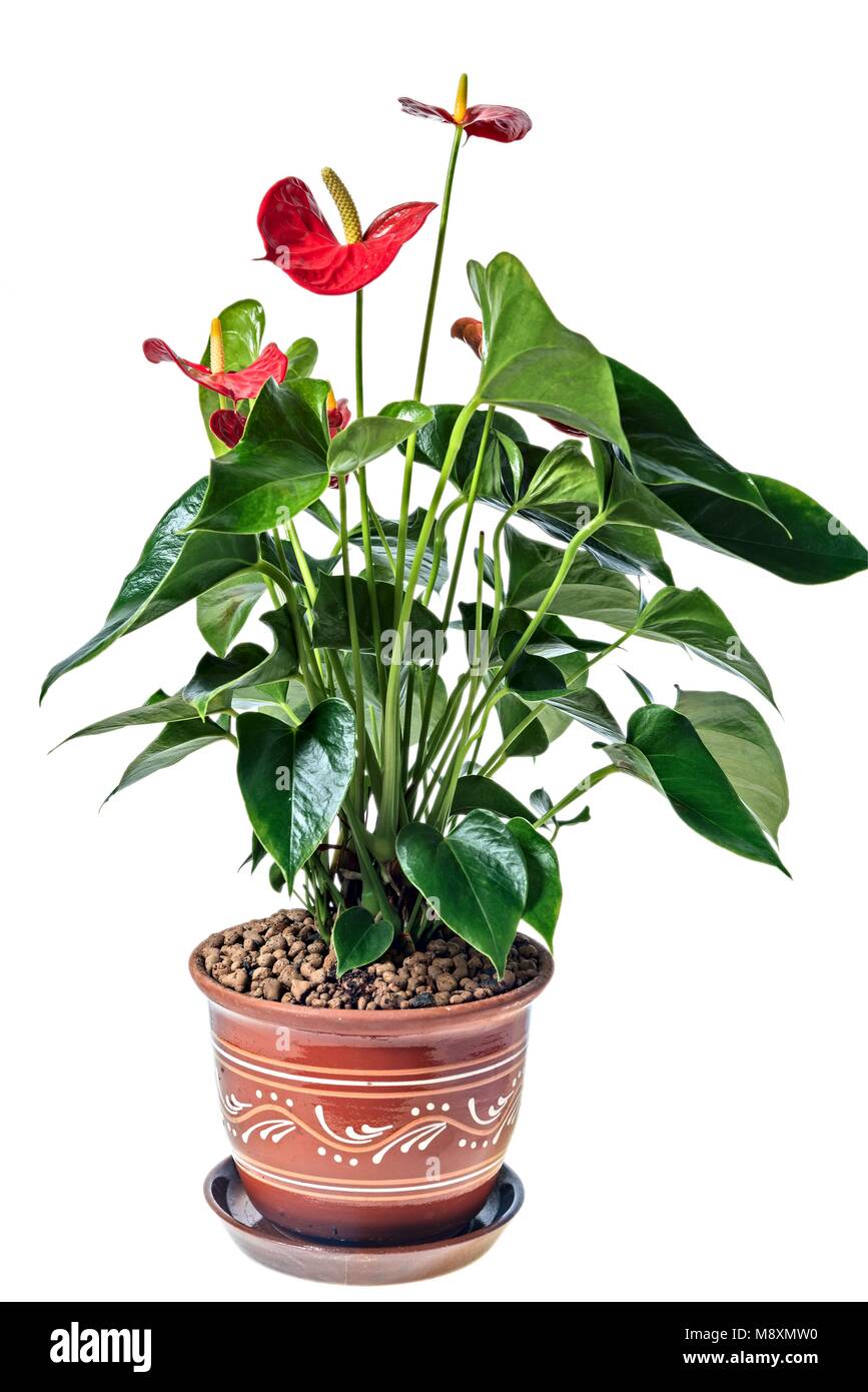 Red anthurium in a pot, isolated on white background Stock Photo - Alamy