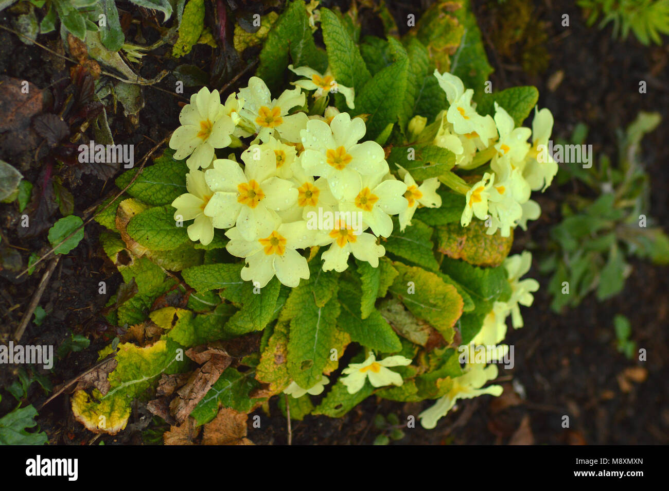 Wild primrose hi-res stock photography and images - Alamy