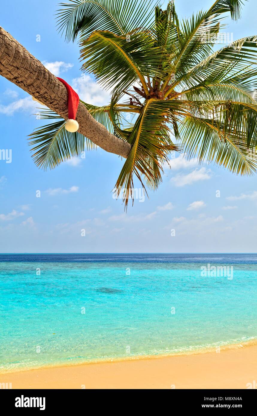 Santa hat is on a palm tree, Maldives, The Indian Ocean Stock Photo - Alamy