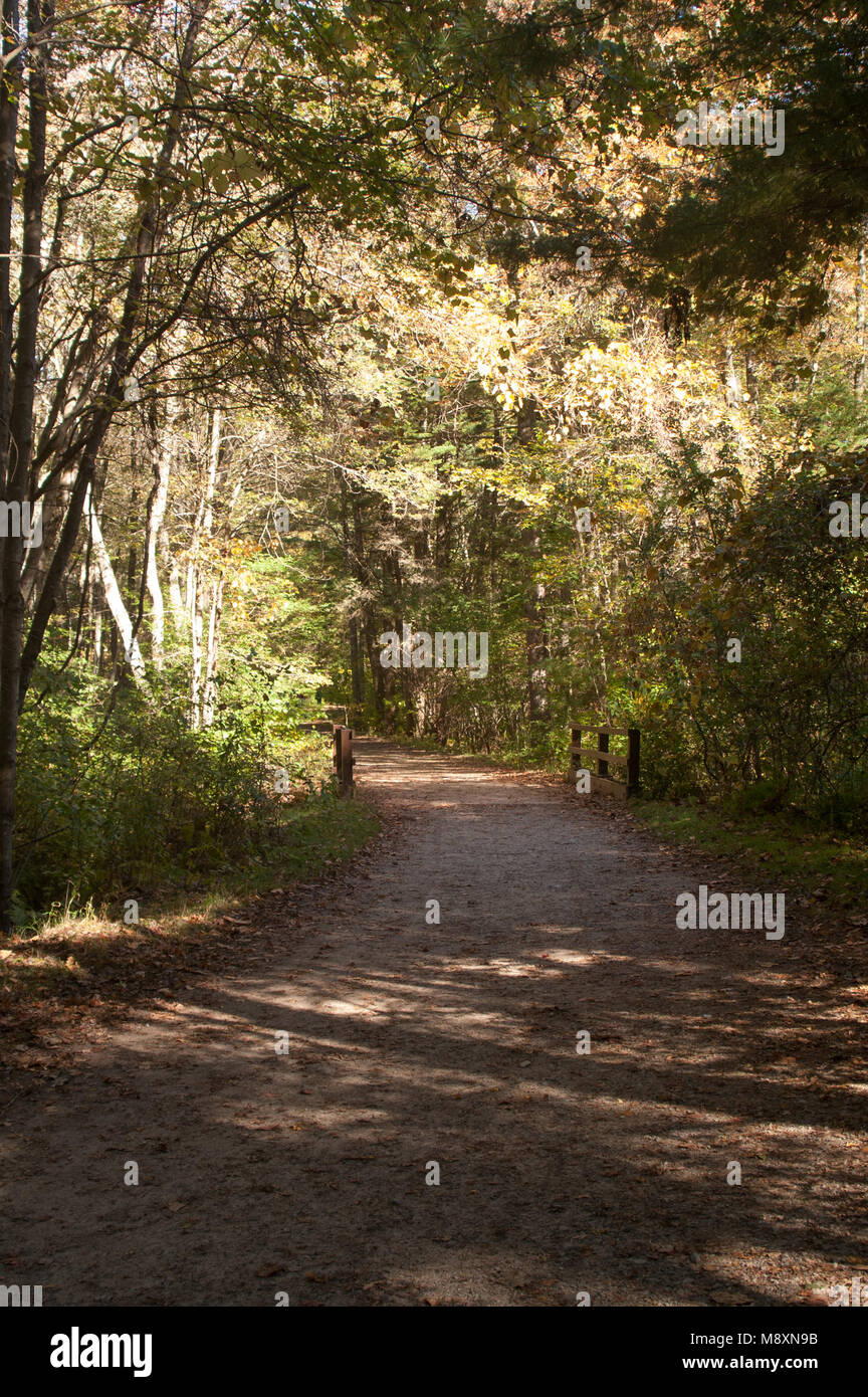 A forest path in Borderland State Park in Easton, MA during the fall ...