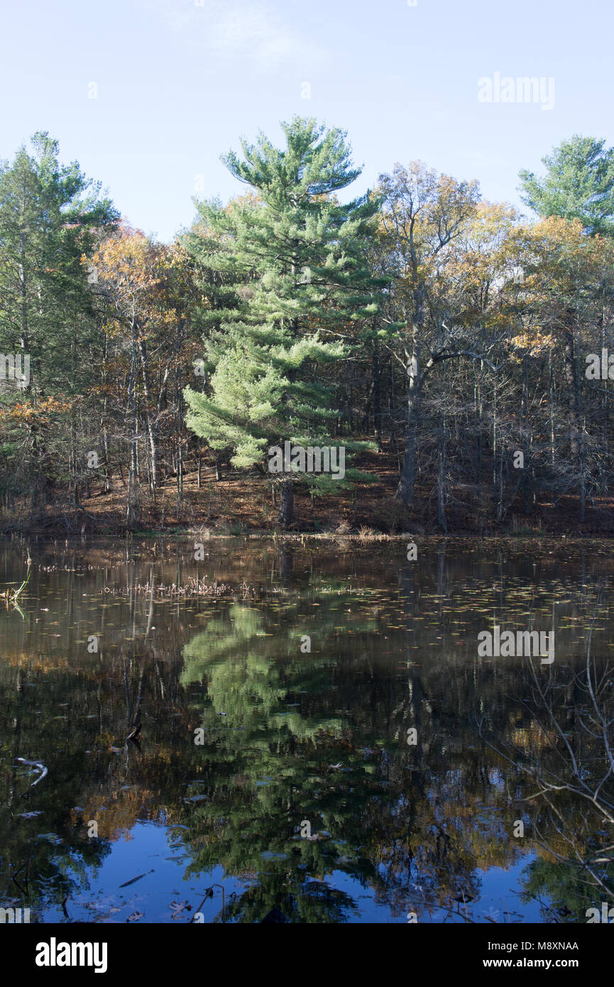 St. Moritz Pond in the Quincy section of the Blue Hills Stock Photo - Alamy
