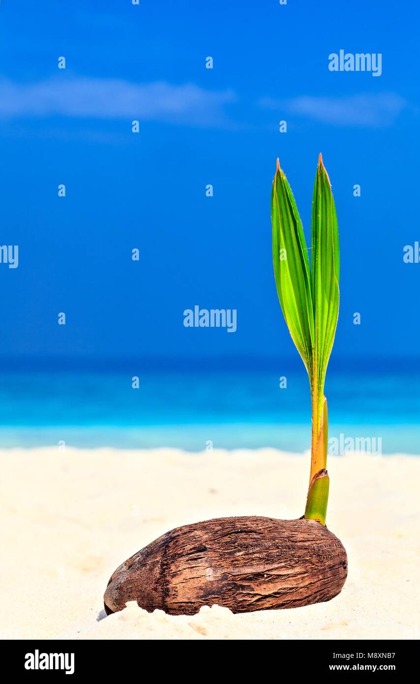 Baby palm tree is on the sandy beach Stock Photo - Alamy