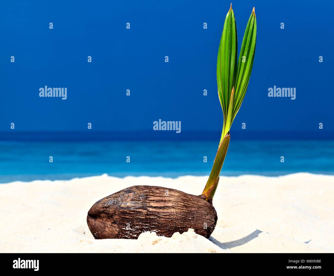 Baby palm tree is on the sandy beach Stock Photo - Alamy