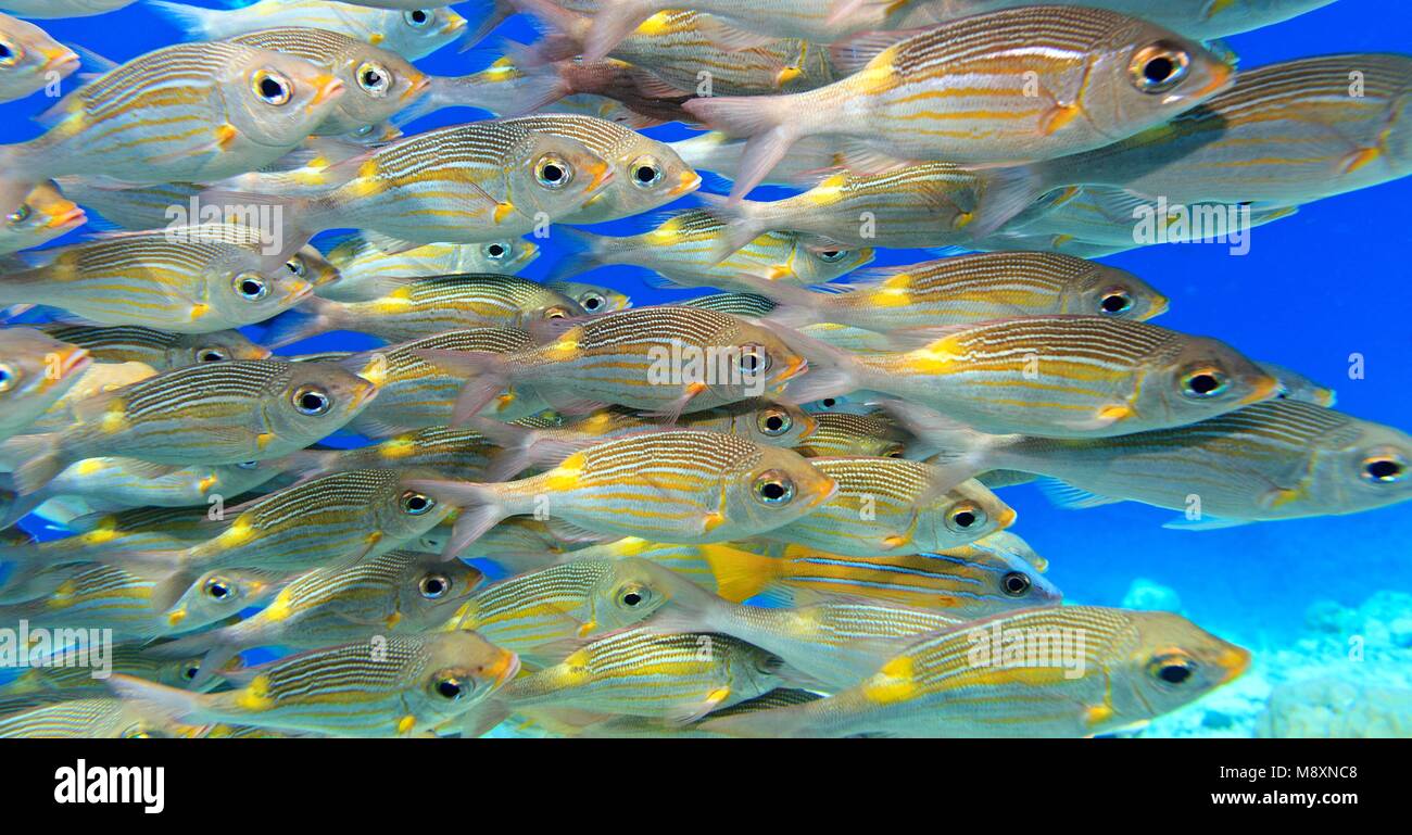 School of fish inThe Indian Ocean, Maldives Stock Photo - Alamy