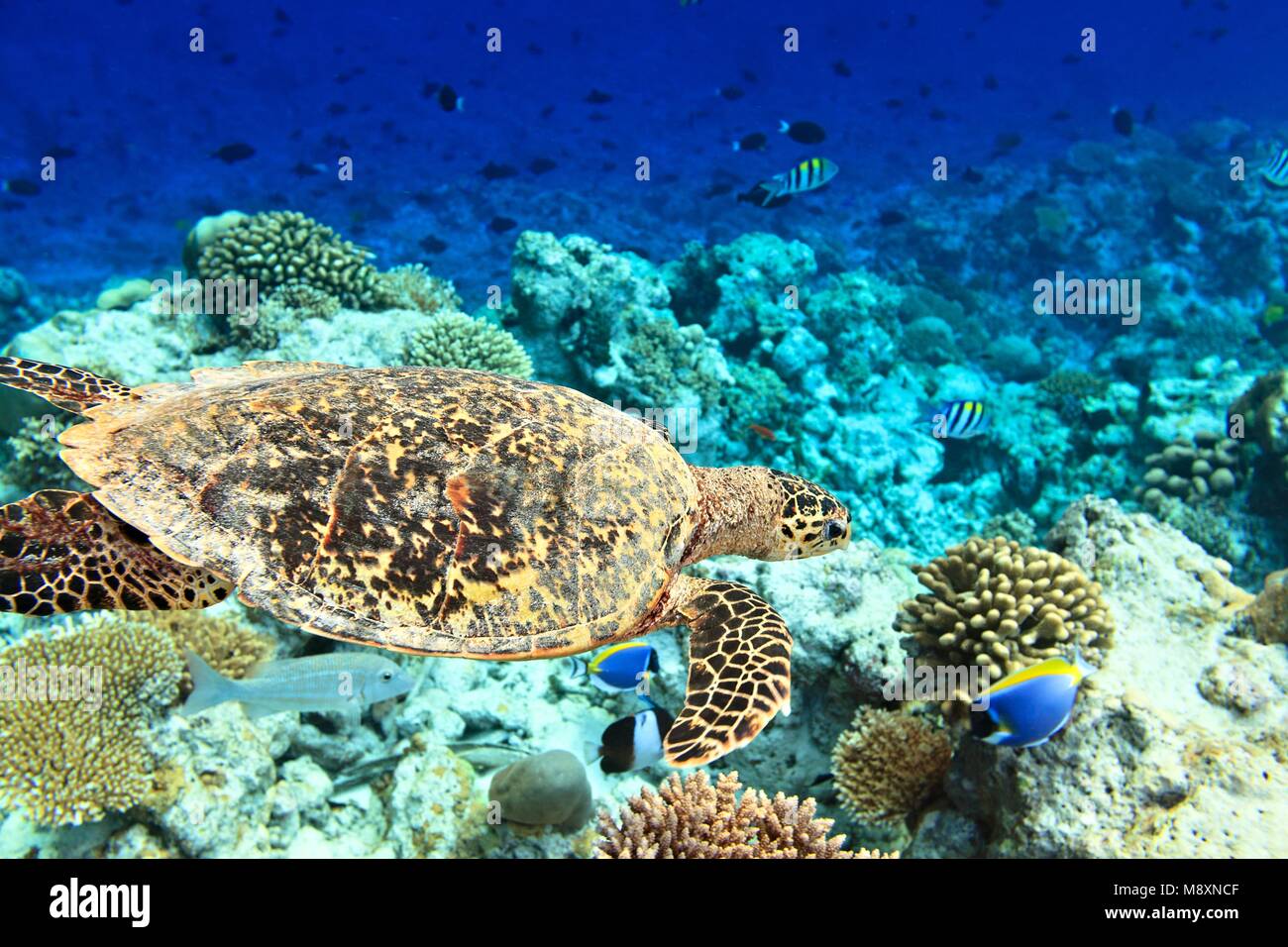 Turtle on sea bed hi-res stock photography and images - Alamy