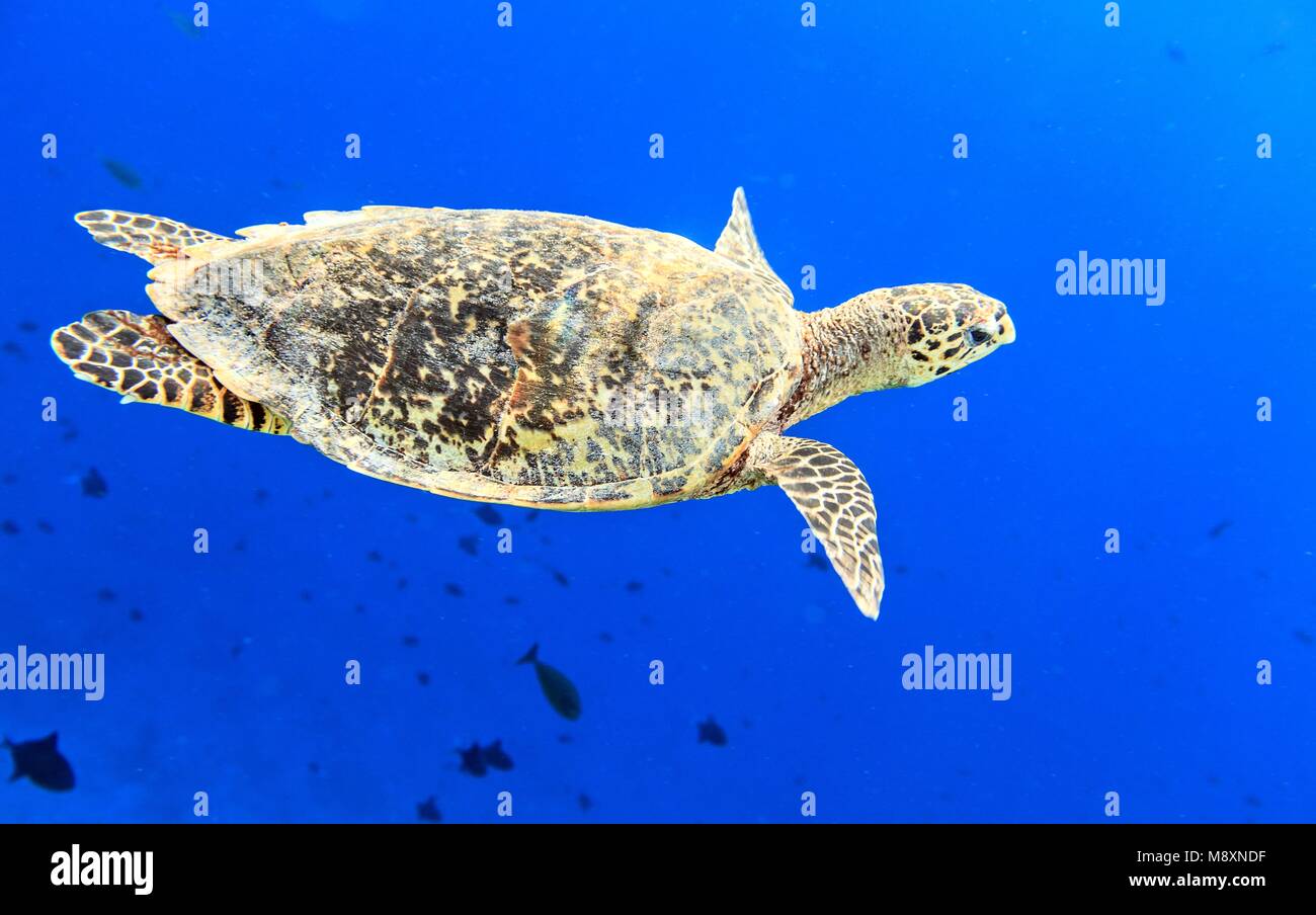 Sea turtle in The Indian Ocean, Maldives Stock Photo - Alamy