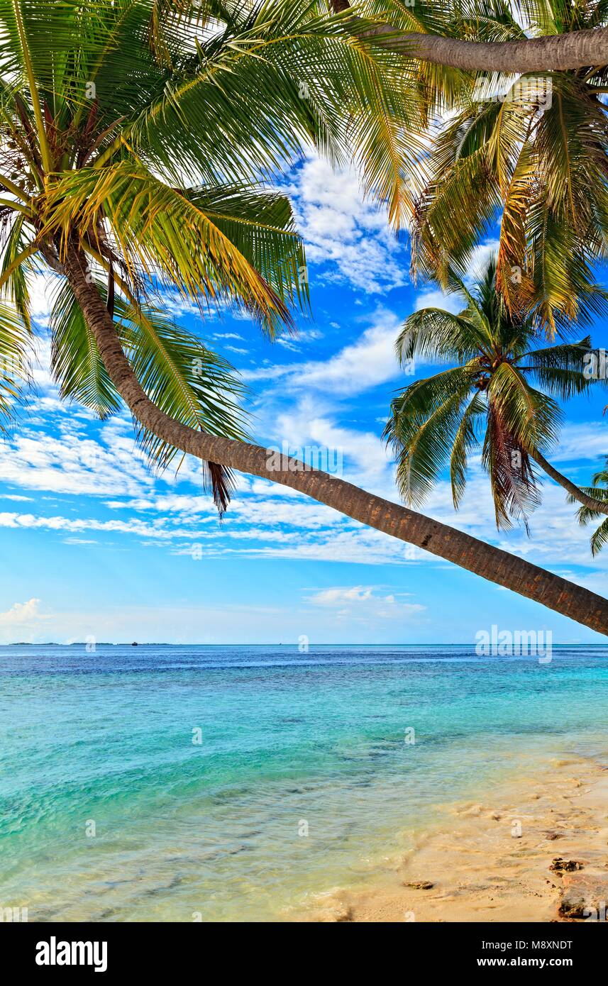 Beach for relax under the shade of a palm tree Stock Photo - Alamy