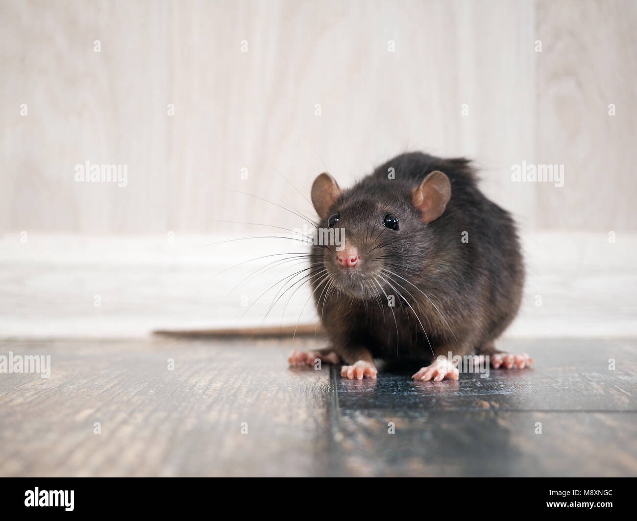 Rat in the house on the floor Stock Photo - Alamy