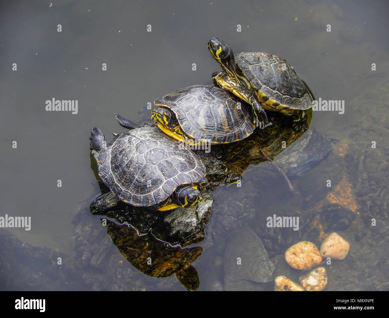 Group of turtles in a pond Stock Photo - Alamy
