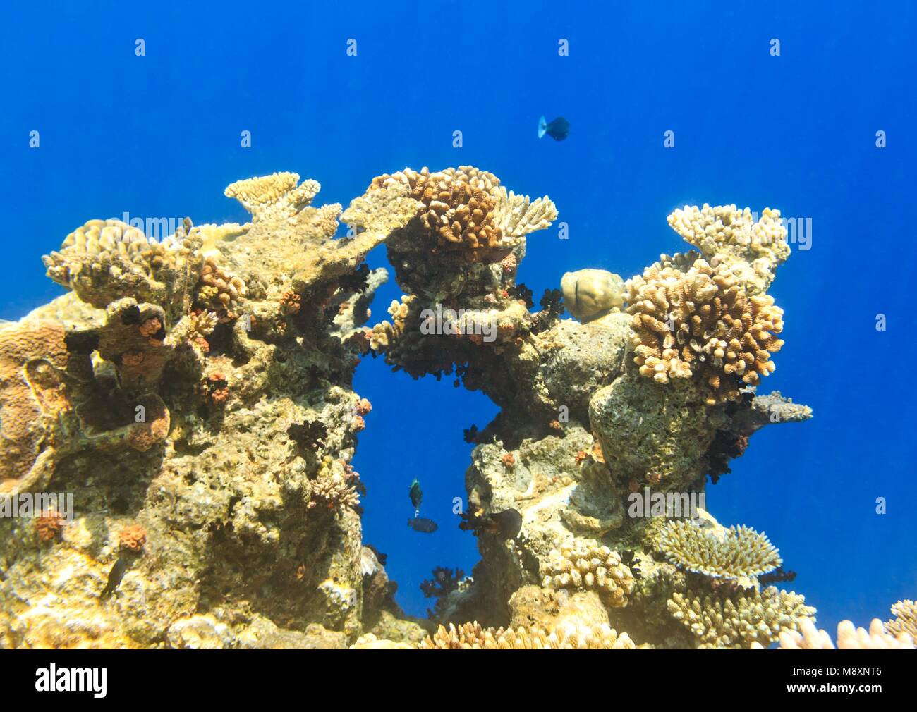 Underwater diver following fish hi-res stock photography and images - Alamy